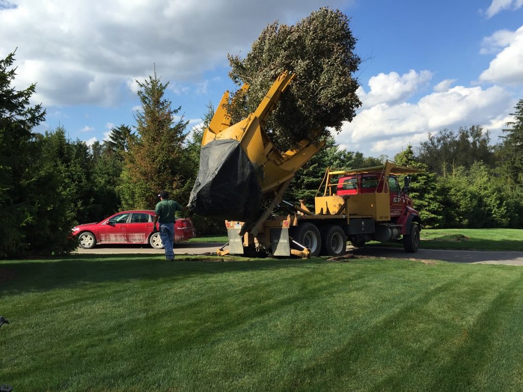 Large Tree Transplantation: A Quick Guide To Basics!